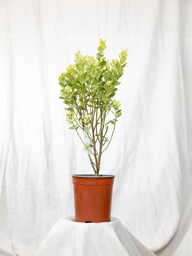 Podalyria Compact Gem White | Peninsula Flowers