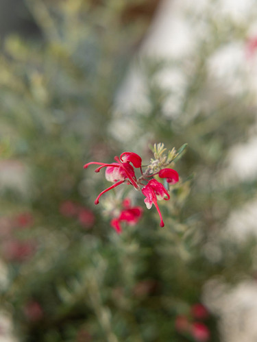 Grevillea Red Cloud | Peninsula Flowers