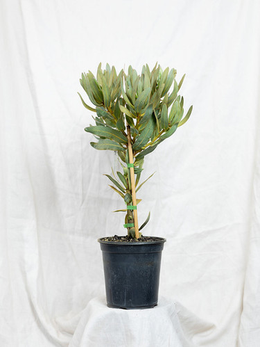 Protea Sheila | Peninsula Flowers