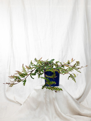 Grevillea Royal Mantle | Peninsula Flowers