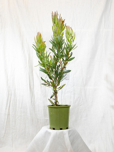 Protea Nerifolia Ruby | Peninsula Flowers