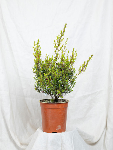 Leptospermum Spectabile Cream | Peninsula Flowers
