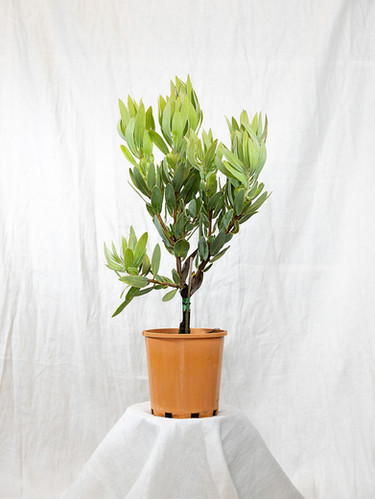 Protea Royal Crest | Peninsula Flowers