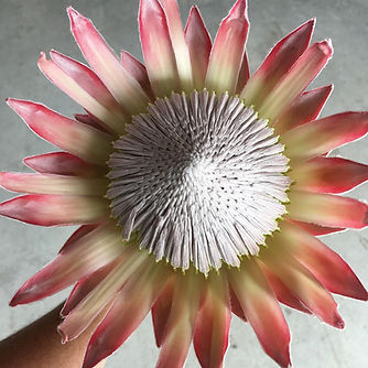 Shop | Peninsula Flowers