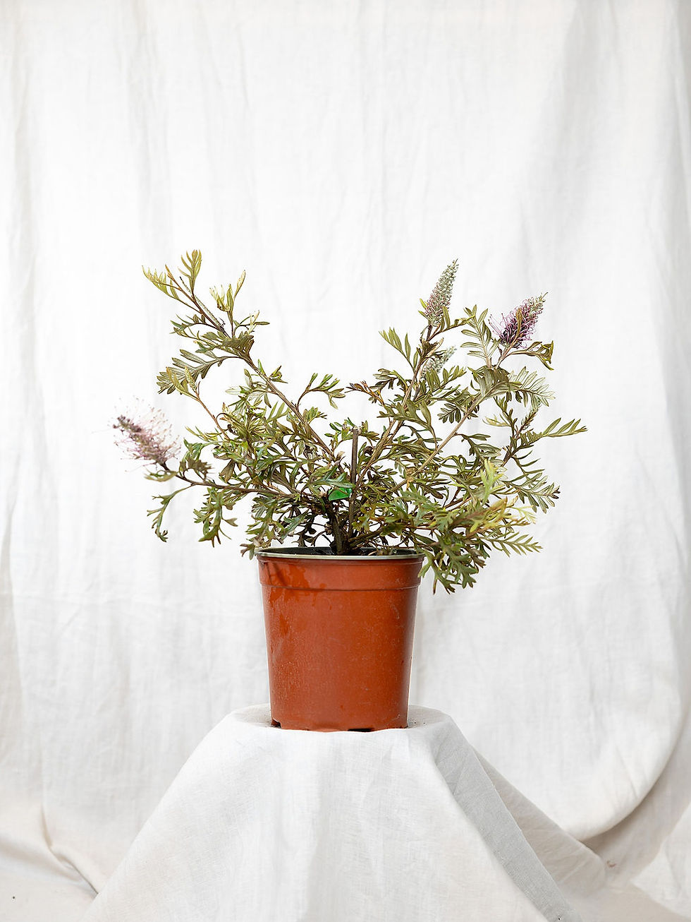 Plants | Peninsula Flowers