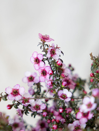Leptospermum Centaurus | Peninsula Flowers