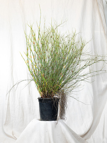 Rhodocoma Capensis (Cape Restio) | Peninsula Flowers