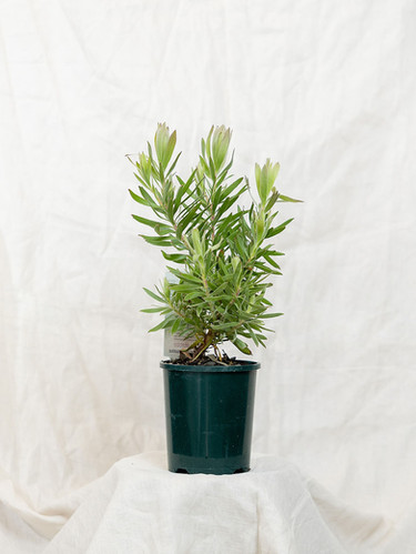Leucospermum Preciosa | Peninsula Flowers