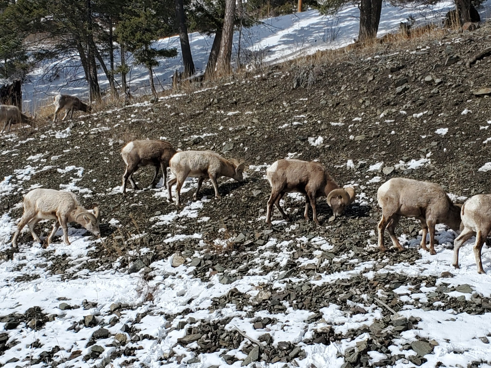 Half Day Winter Wildlife Tour - Family Friendly | Big Sky GOAT Tours