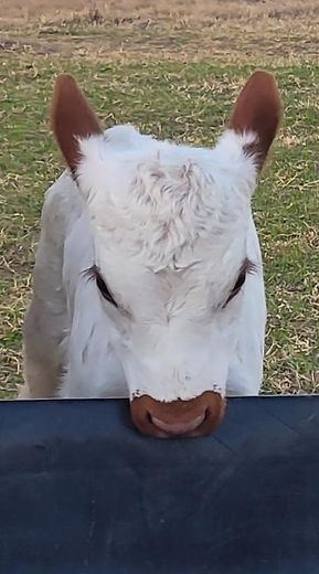 Dexters For Sale | The Circle H Boxer