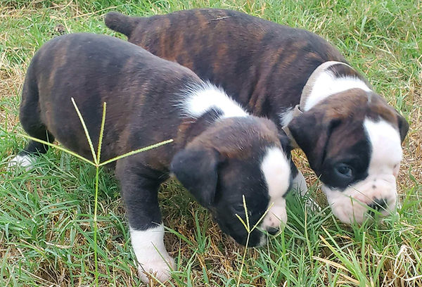 Boxers We Raised | The Circle H Boxer