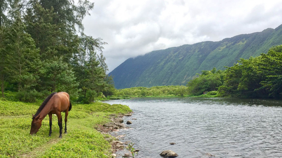 WAIPIO VALLEY AND WATERFALLS TOUR