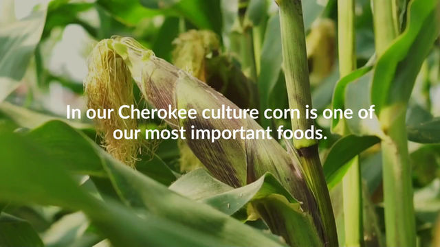 Cherokee Green Corn Ceremony