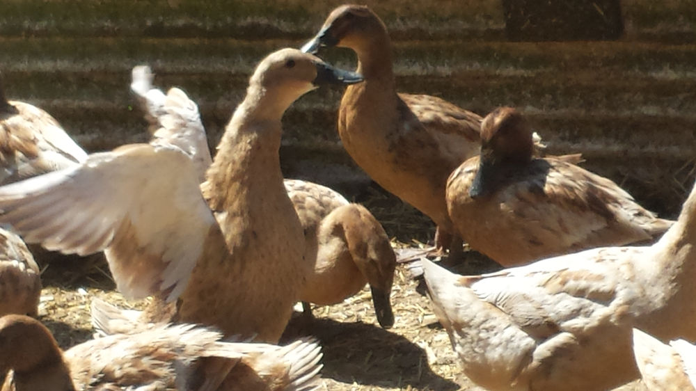 Goat, Goat, Ducks