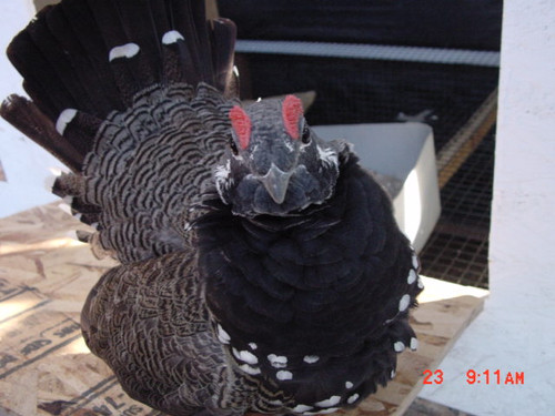 Franklin Spruce Grouse Pair | grouseparkwaterfowl