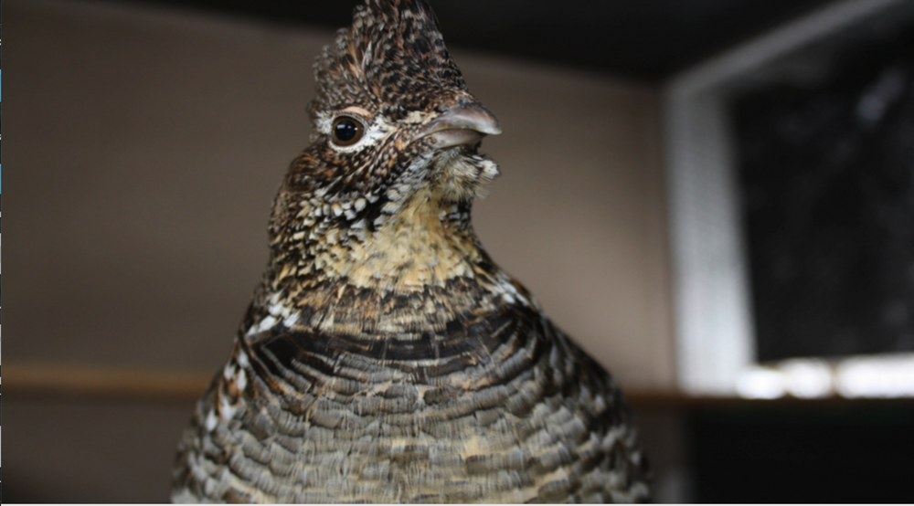 Maintaining the Ruffed Grouse