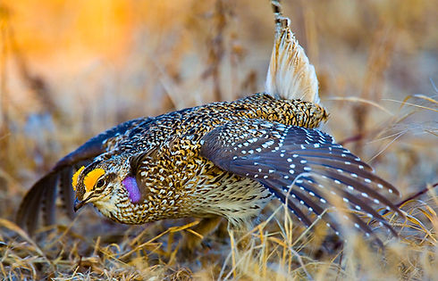 Prairie Sharp Tailed Grouse | grouseparkwaterfowl