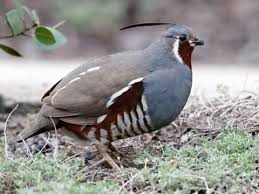 Pair of Mountain Quail | grouseparkwaterfowl