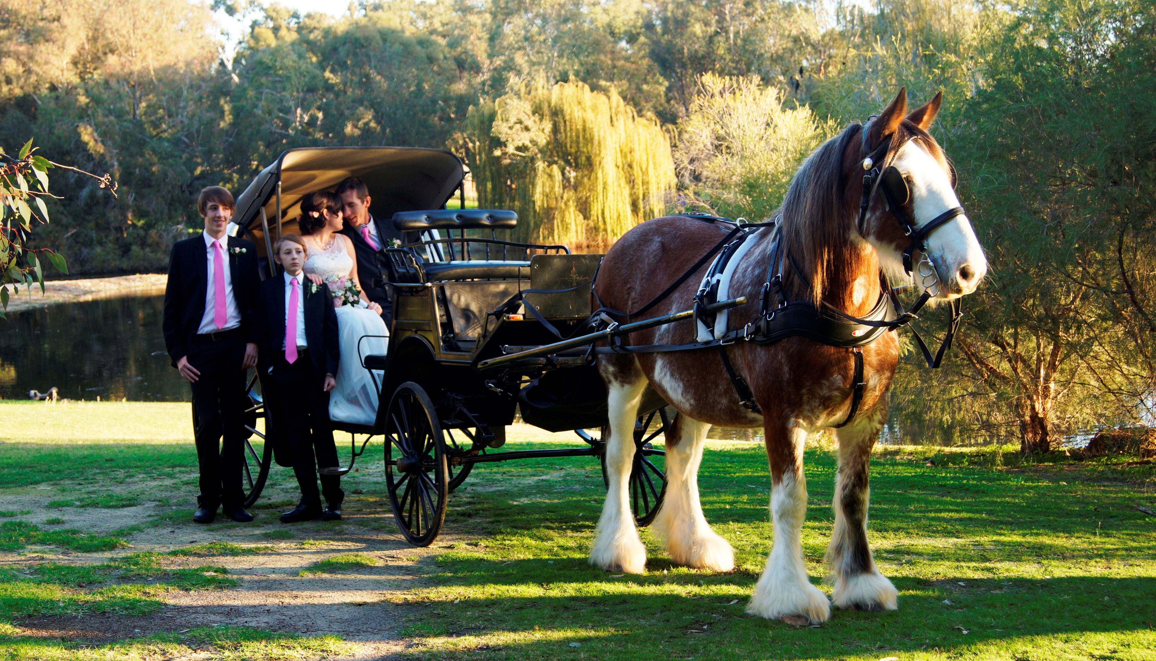 Charming Carriages | Horse Drawn Carriages | Perth
