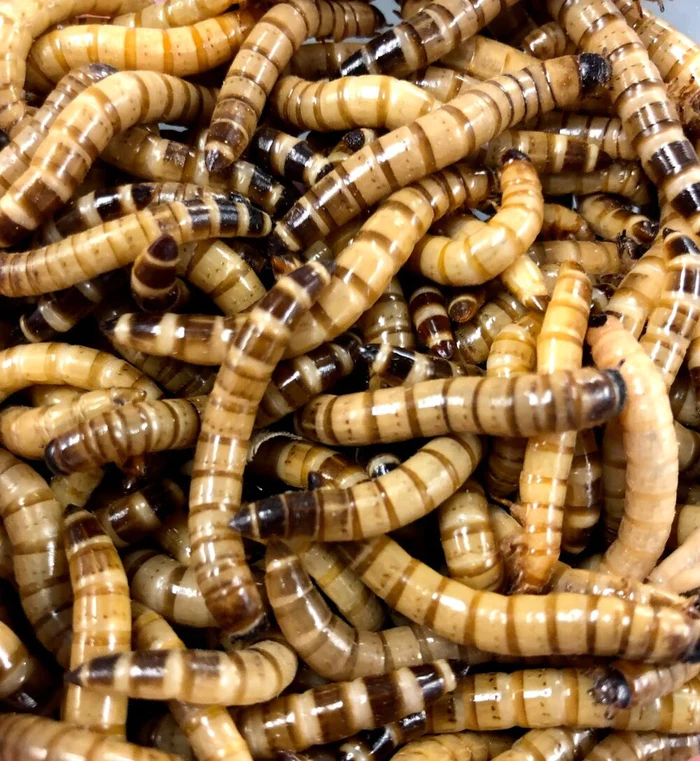 Live Superworms | Flying Frog Mealworm