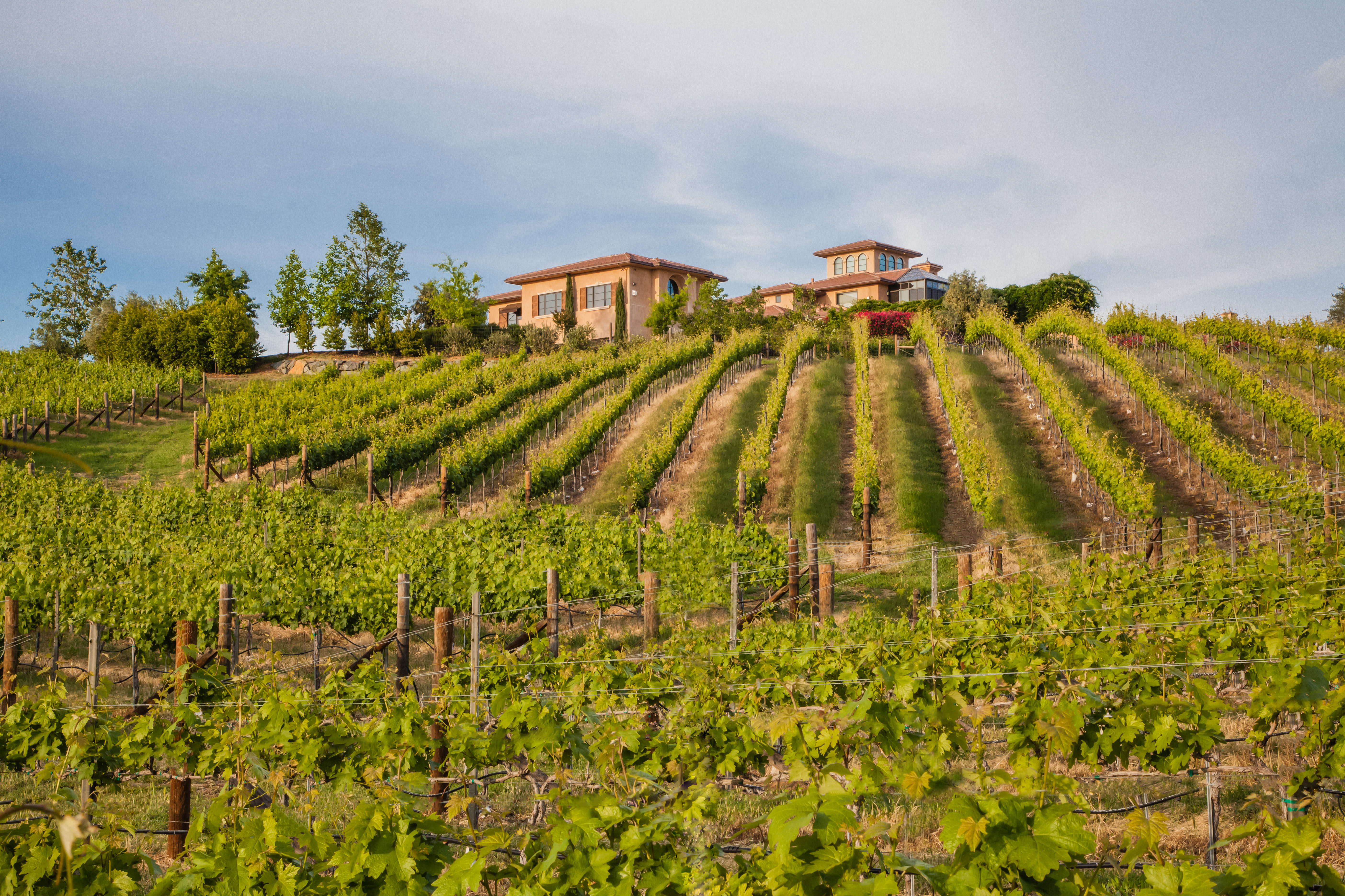 Best vineyard California |Placer County |Wise Villa Winery