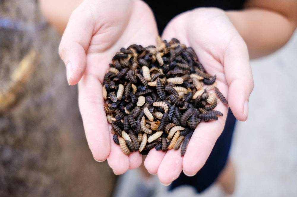 Insectta enters next phase of expansion with production of Black ...