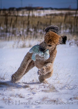 Colorado Poodles | Phantom Brindle Tri | Le Harrell's Standard Poodles