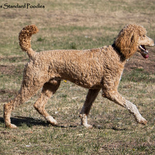 poodle stud hereford