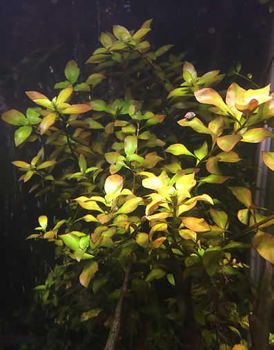 Home | Bellingham Pet Supply & Aquatics