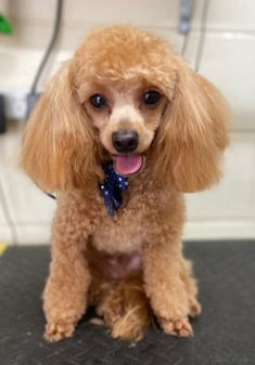 Grooming Gallery | Pooch Perfect Groomer