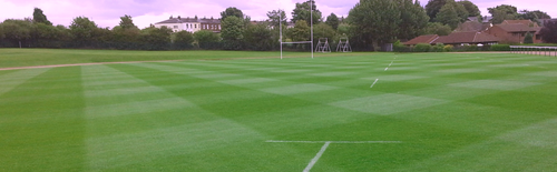 Premium Football & Rugby Grass Seed