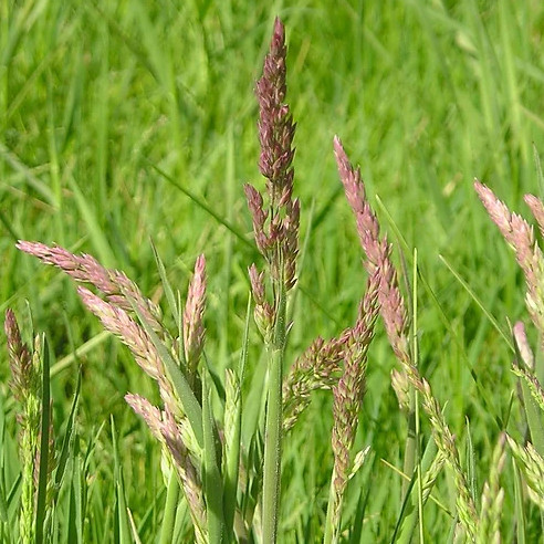 20kg Yorkshire Fog Grass Seed (Holcus Lanatus) | Prestige Seeds