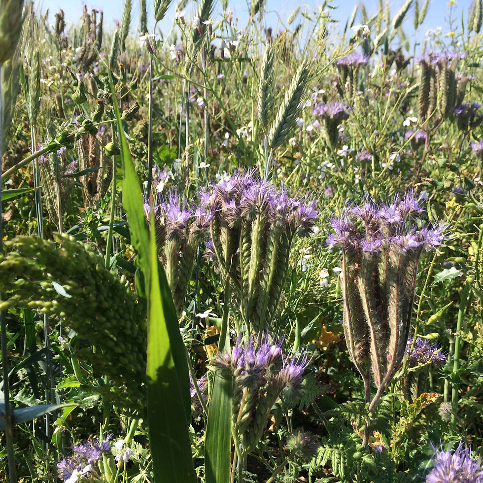 AHL2 Late Sown Winter Bird Food Seed (Acre Pack) (SFI) | Hurrells Seeds