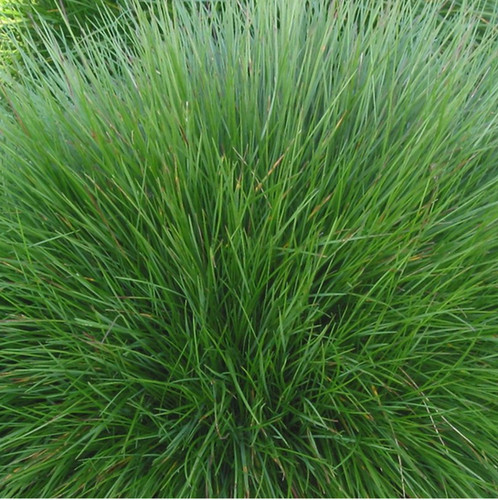 20kg Chewings Fescue Grass Seed (Festuca Rubra Commutata) | Prestige Seeds