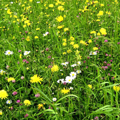 P8 Flowering Lawn | Prestige Seeds