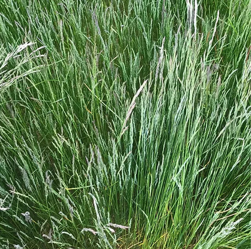 20kg Strong Creeping Red Fescue Grass Seed (Festuca Rubra Rubra ...