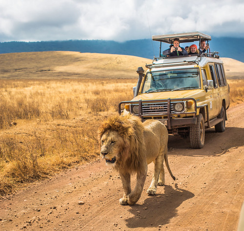 Daily Private Safaris | Cats Claws Expedition