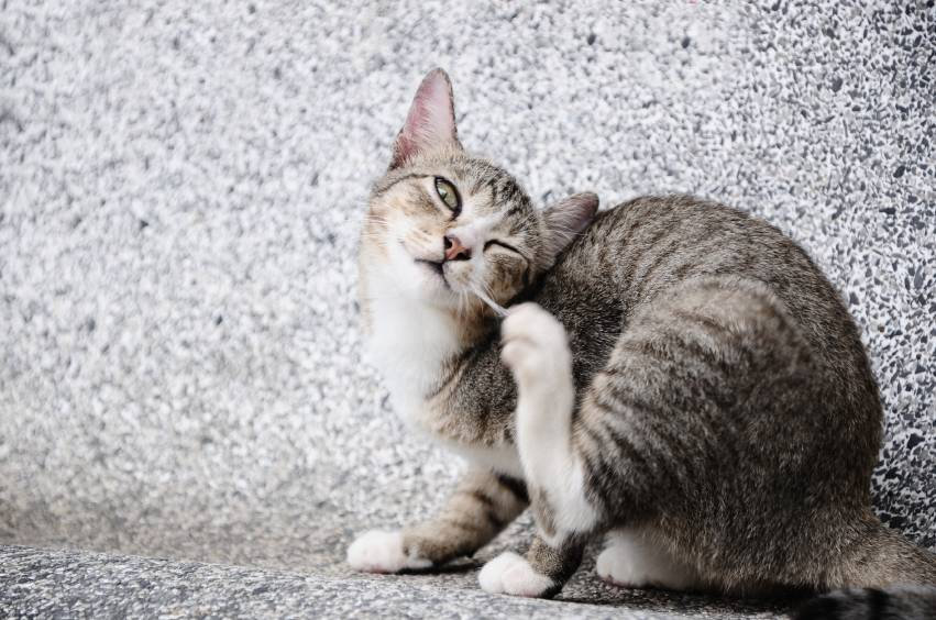 FICHE PRATIQUE N°3 : Quels sont les parasites du chat