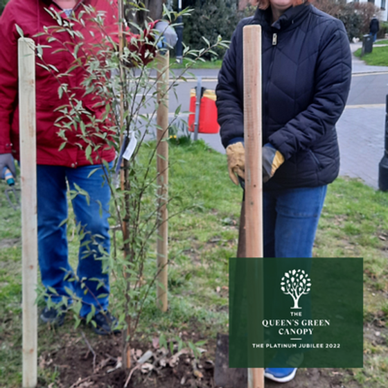 The Queen S Green Canopy