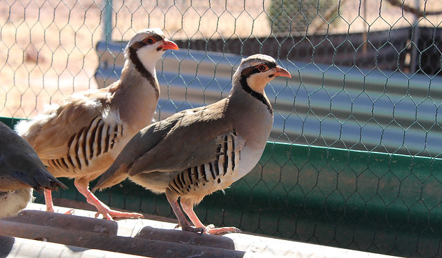 Chukar Partridge Chicks