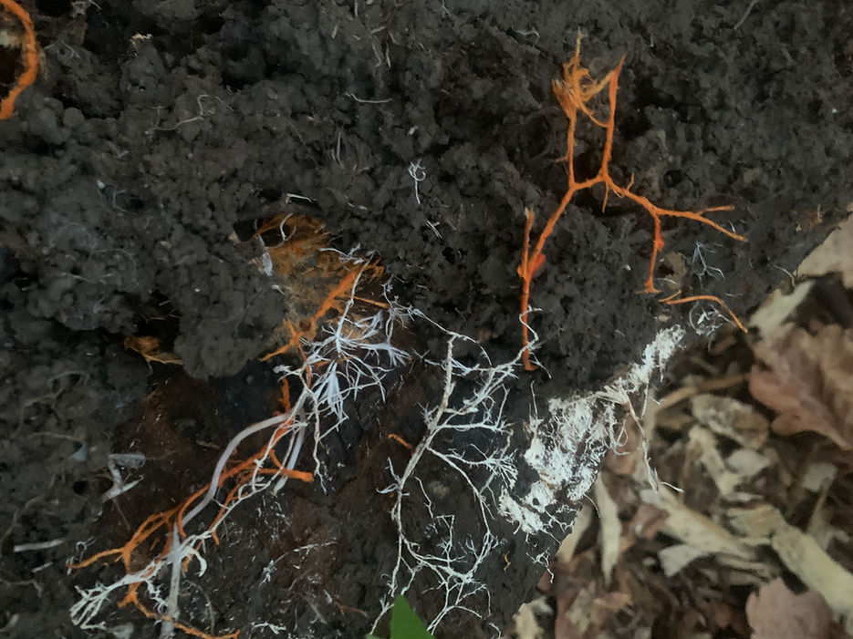 The Collective Forager | Mycological forestry in Ontario