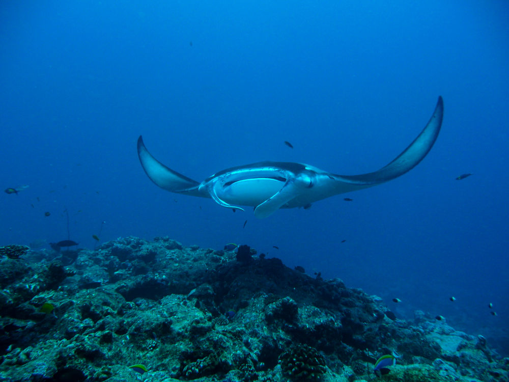 Manta Ray Season - Witness Manta Ray Migration at Milaidhoo Island Maldives
