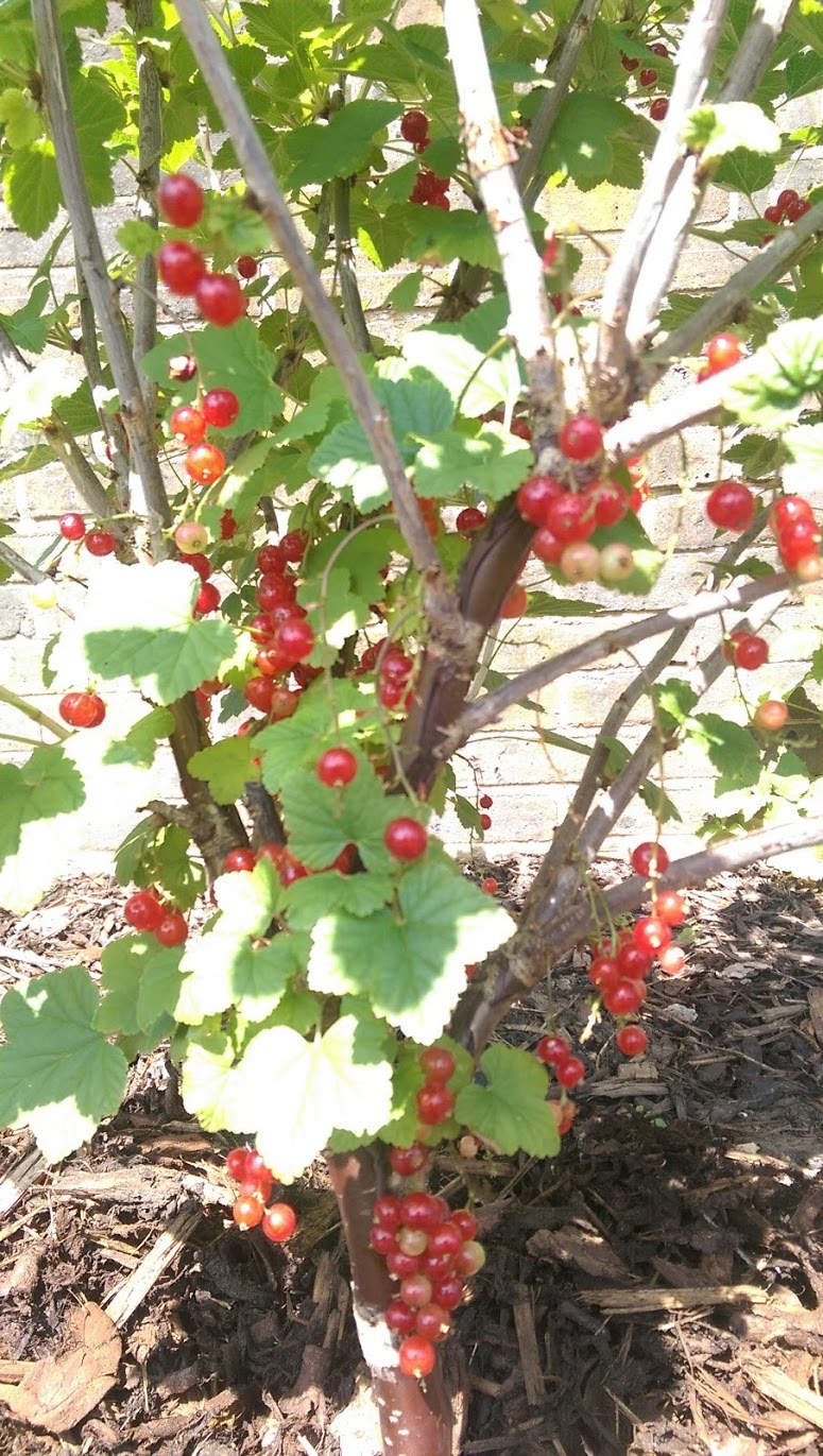 Alberta Fruit Commons