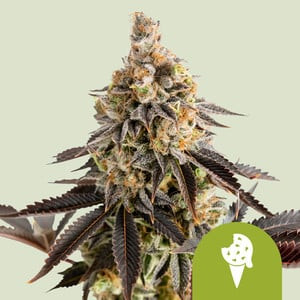 COOKIES GELATO AUTOFLOWER - 5 SEEDS | Sacred Leaf MN
