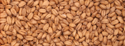 25 Kilo bag Barrett Burston Wheat Malt | Mysite