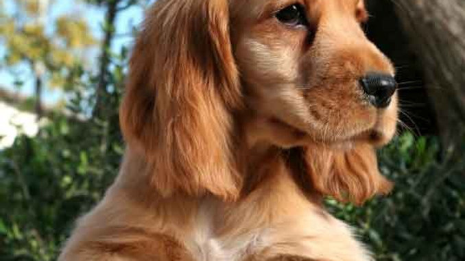 COCKER SPANIEL | Imperial Pets Colomb