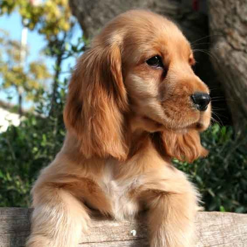 COCKER SPANIEL | Imperial Pets Colomb