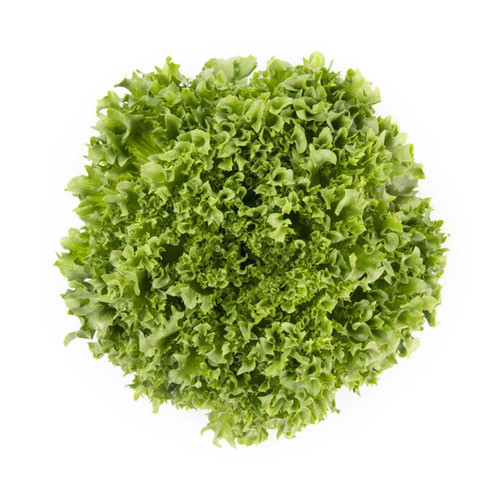 Lalique Crystal Lettuce Seeds | 1000 Pills | Rijk Zwaan | The Greenery