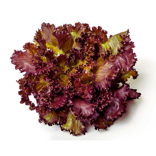Sungari By Rijk Zwaan | Red Crystal Lettuce | 1000 Pills | The Greenery