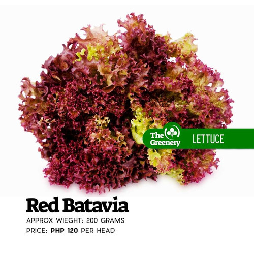Red Batavia | The Greenery